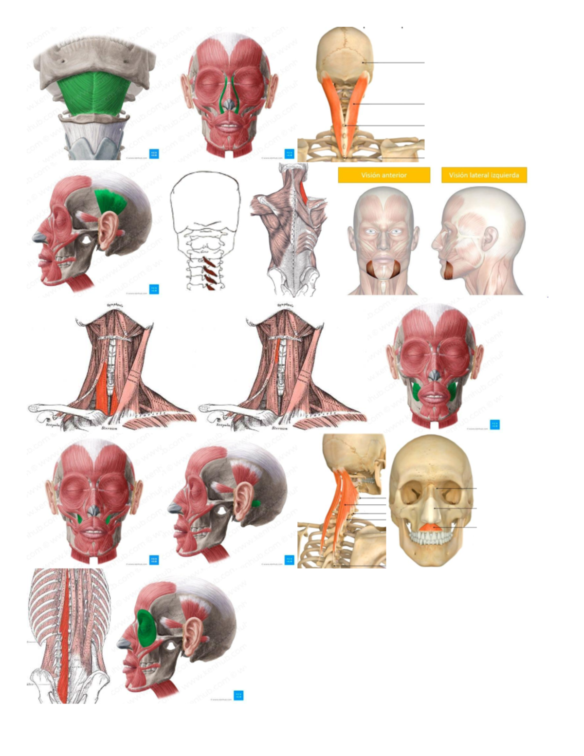 Muscles Overview: Anatomy and Function in KEN Course - Studocu
