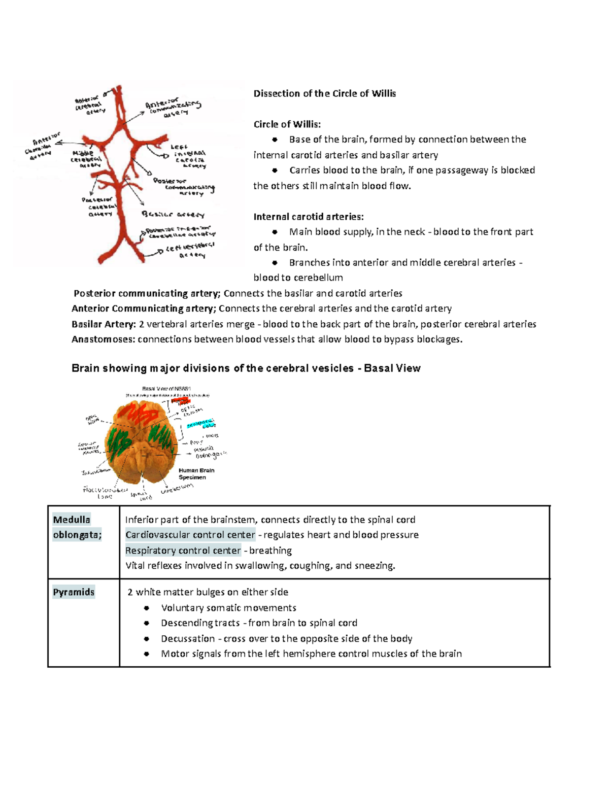Lab 2 Brain Anatomy and Neurophysiology - Dissection of the Circle of Willis Circle of Willis ...