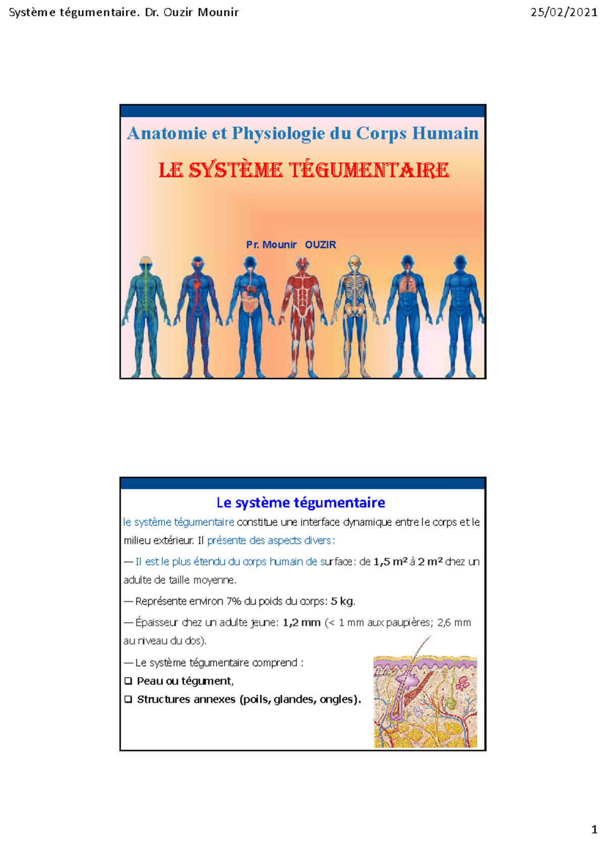 Système Tégumentaire - Notes de Cours Ispits BM - Studocu