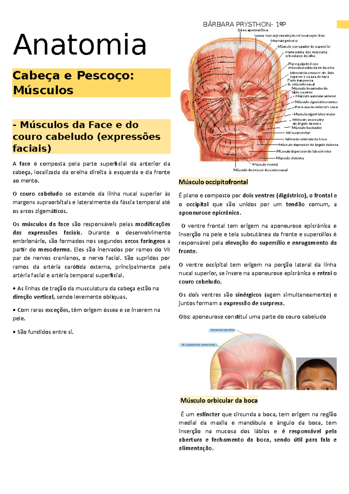 Anatomia dos Músculos da Cabeça e Pescoço - Estudo Detalhado - Studocu