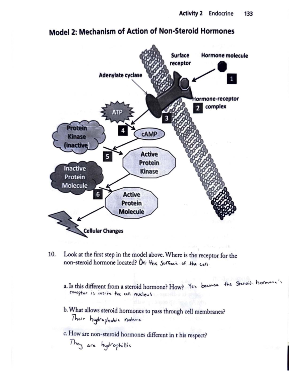 Activity 2: Endocrine 133 - Hormone Mechanism of Action (CH18) - Studocu