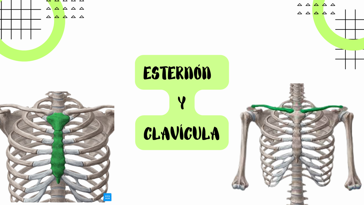 Esternón y Clavícula - Fundamentos de Anatomía Clínica (MOORE) - Studocu
