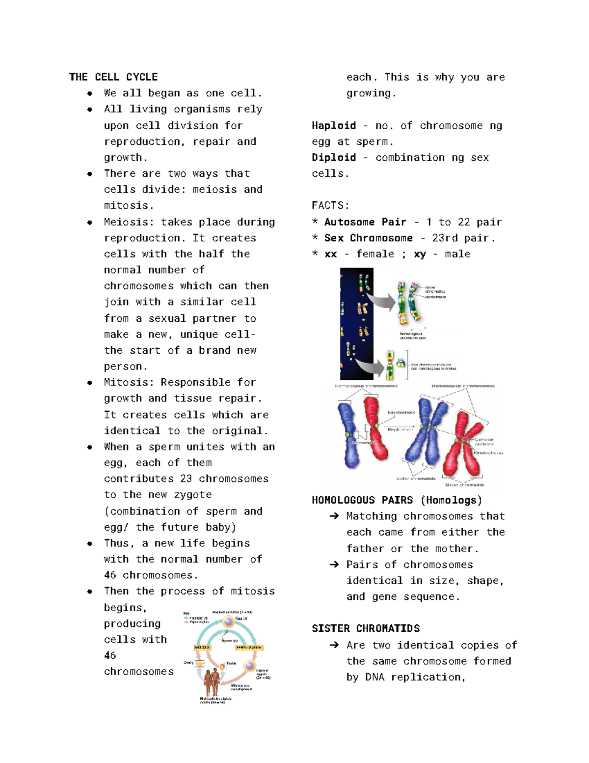 CELLS AT WORK (Meiosis and Mitosis) - THE CELL CYCLE We all began as ...