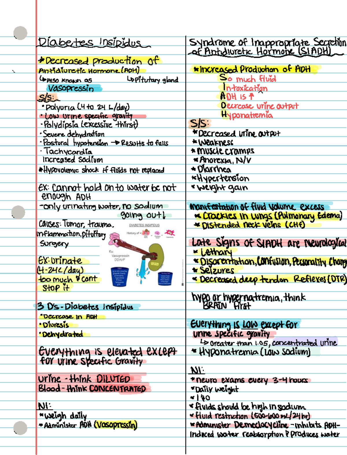 Endo notes - ENDO: diabetes insipidus, hyperthyroidism, and ...