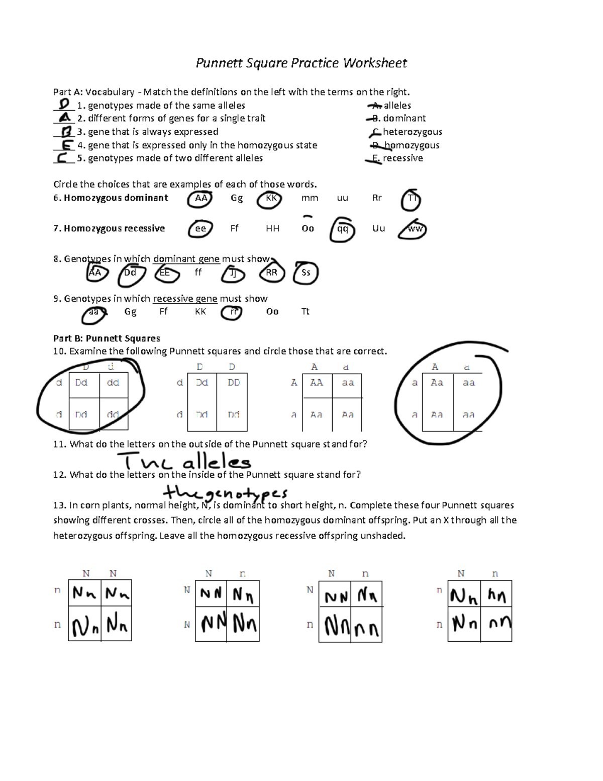 Punnett Square Practice Worksheet: Vocabulary & Problems - Studocu