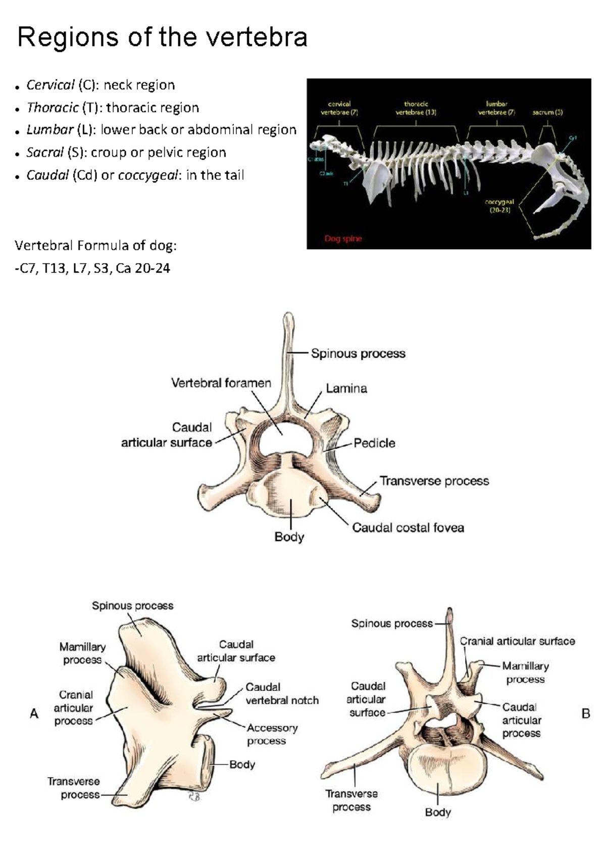 Cervical Vertebrae Overview: C5 Craniolateral Aspect (C) - Studocu