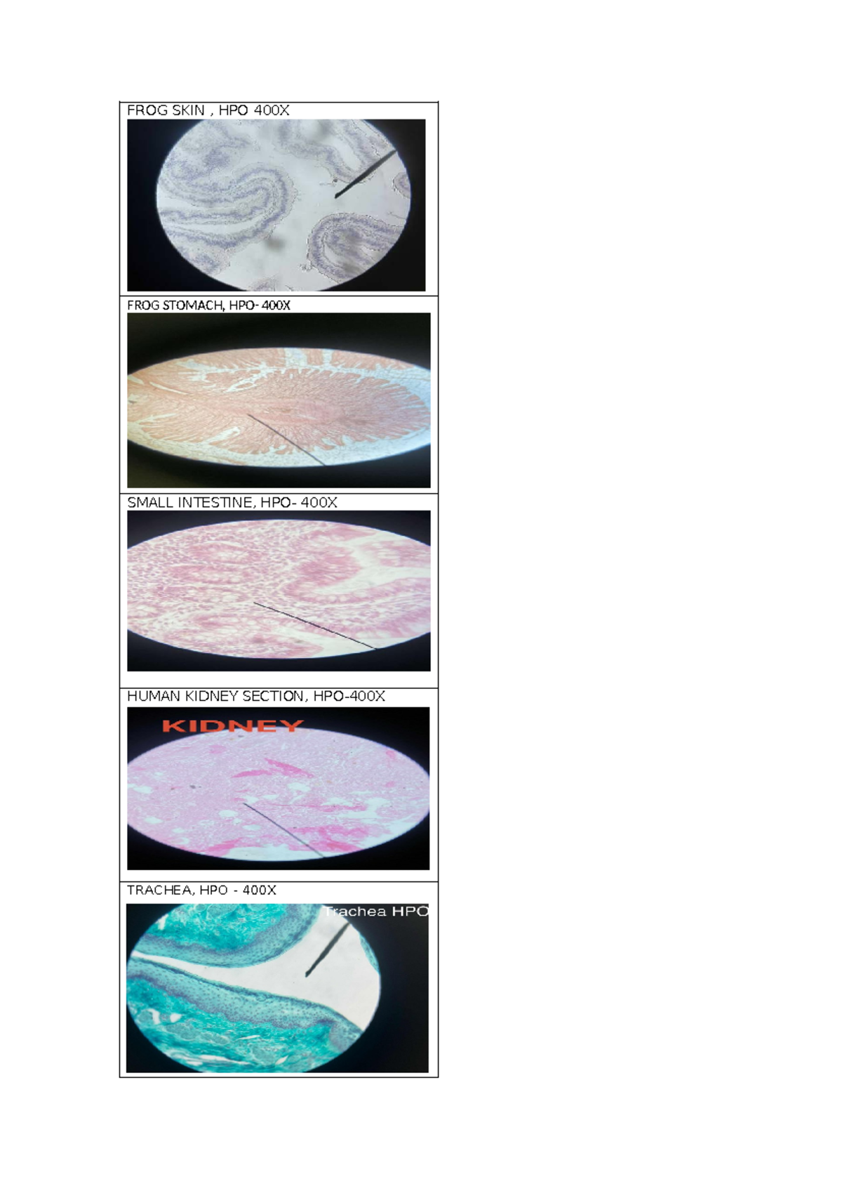 Group-4 - lab - BS Biology - FROG SKIN , HPO 400X FROG STOMACH, HPO ...
