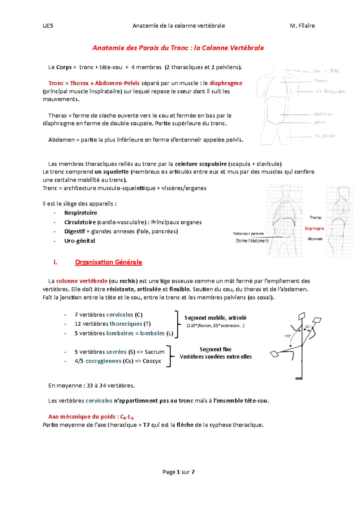 Anatomie de la colonne vertébrale - Anatomie des Parois du Tronc : la ...
