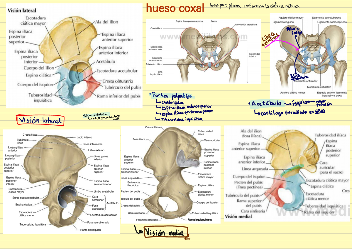 Anatomía De La Superficie Del Tubérculo Ilíaco