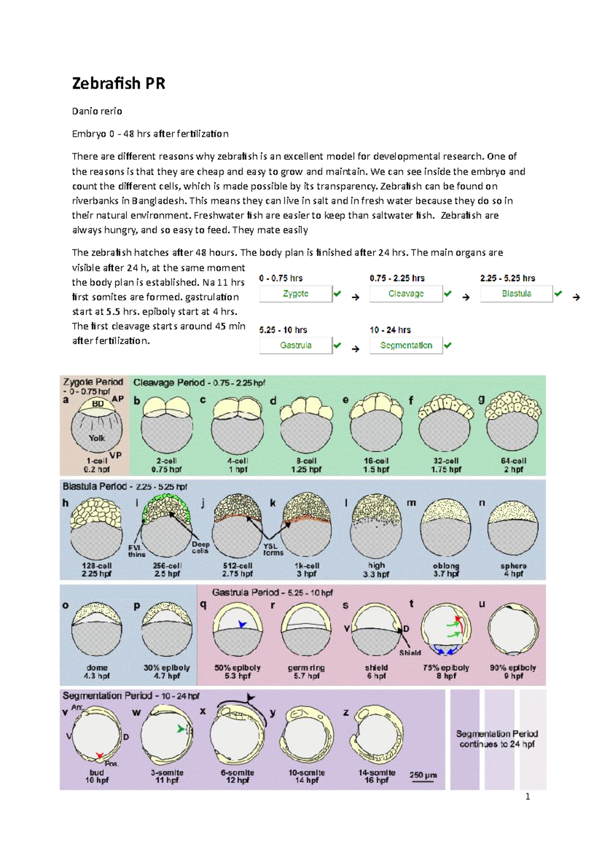 Zebrafish Development Insights: From Egg to Somite Formation - Studeersnel