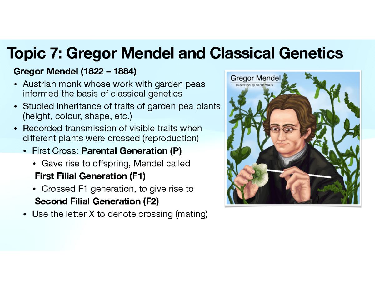 UNIT C - Topic 7: Gregor Mendel & Classical Genetics - Bio 30 Notes ...