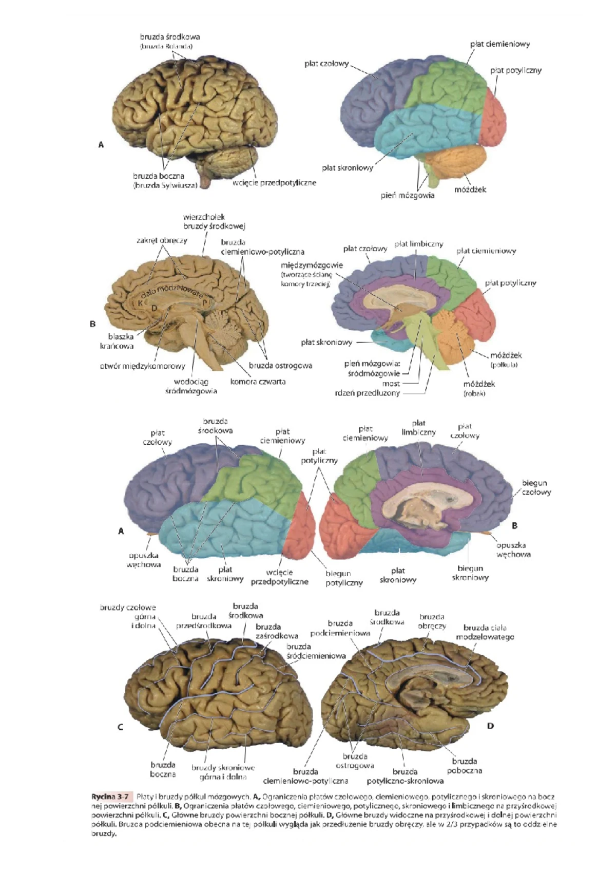 Budowa Mózgu: Szczegółowy Opis Struktur i Bruzd Mózgowych - Studocu