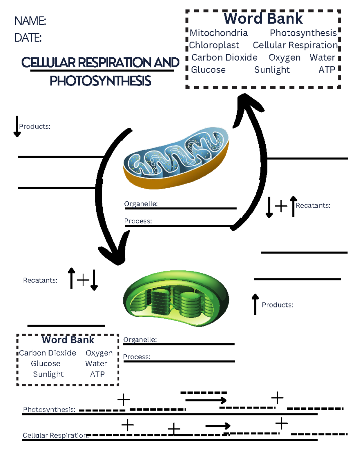 Photosynthesisand Cellular Respiration Review Worksheet-1 - CELLULAR ...