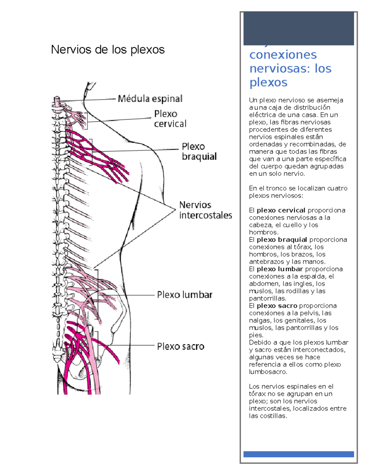Nervios de los plexos - Nervios de los plexos Cajas de conexiones nerviosas: los plexos Un plexo ...
