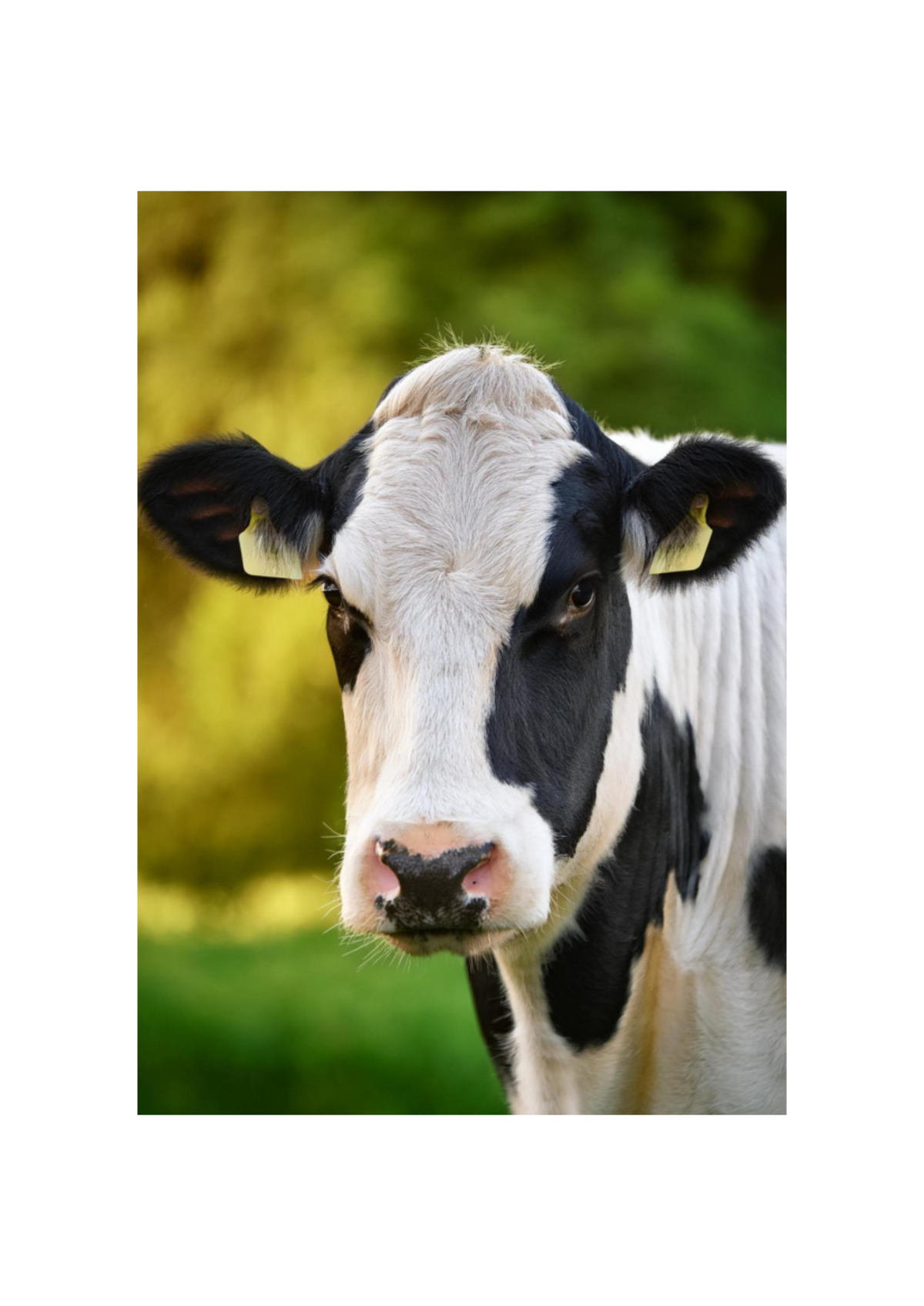 Retratos A5 (2) (1) - nkjnn - Diseño gráfico 2 - VW - Studocu