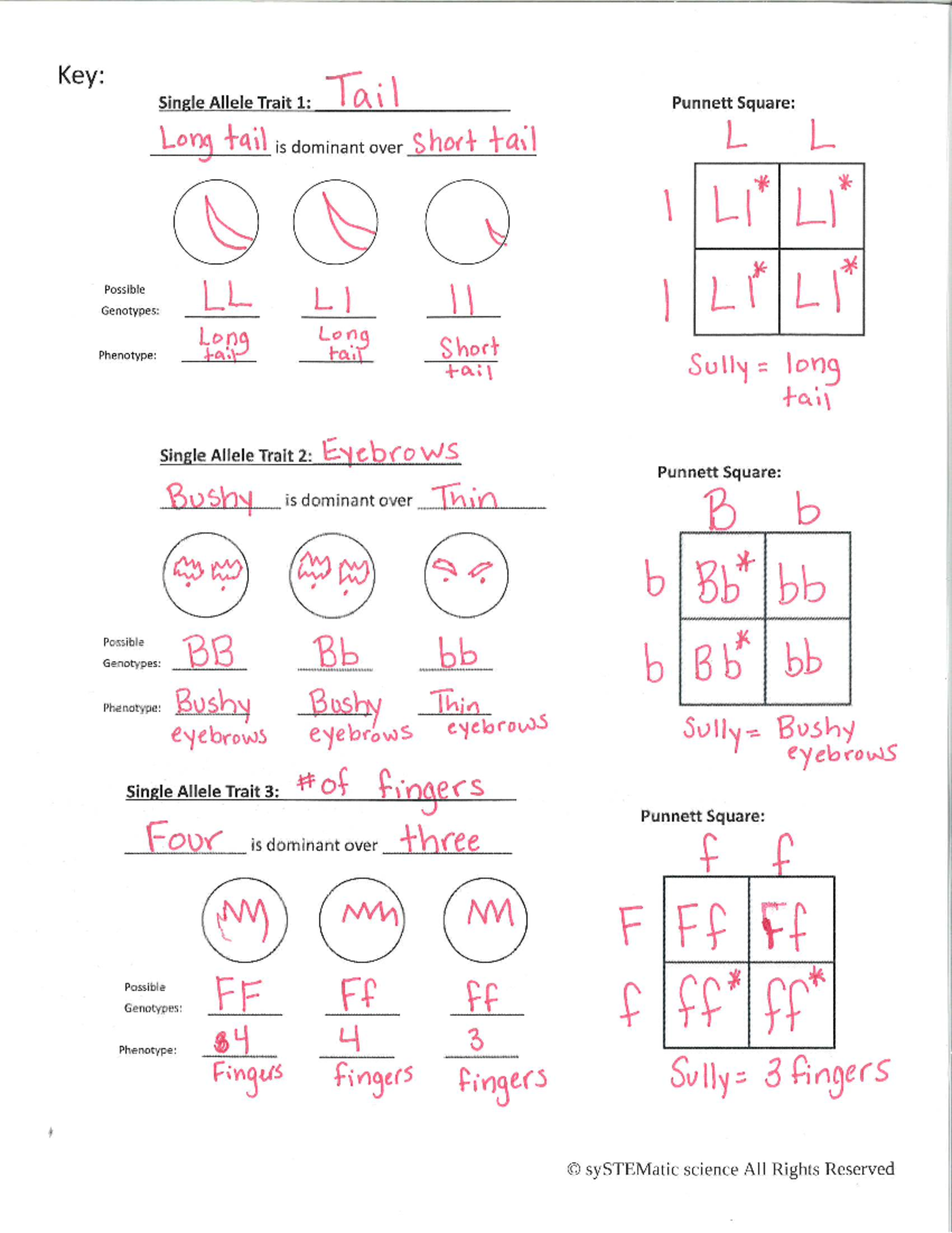 Genetics Project: Single Allele Traits and Punnett Squares Analysis ...