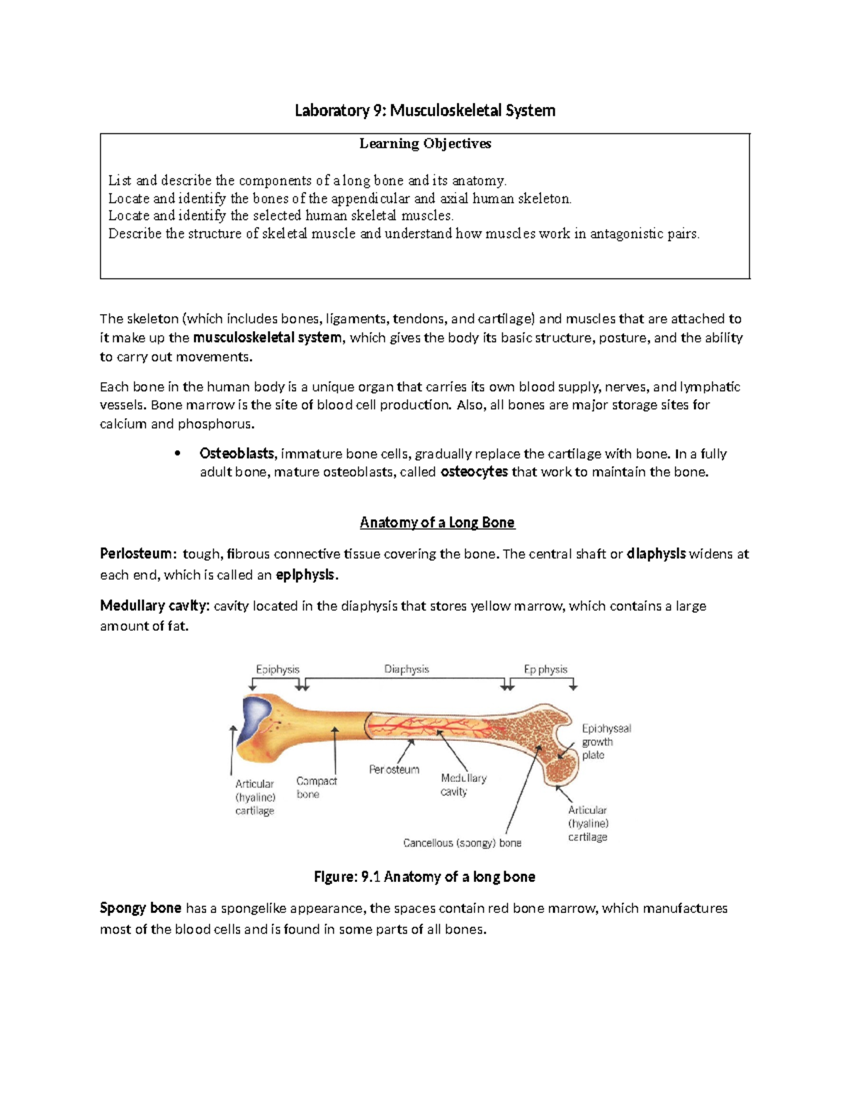 Laboratory 9: Anatomy & Function of the Human Musculoskeletal System ...