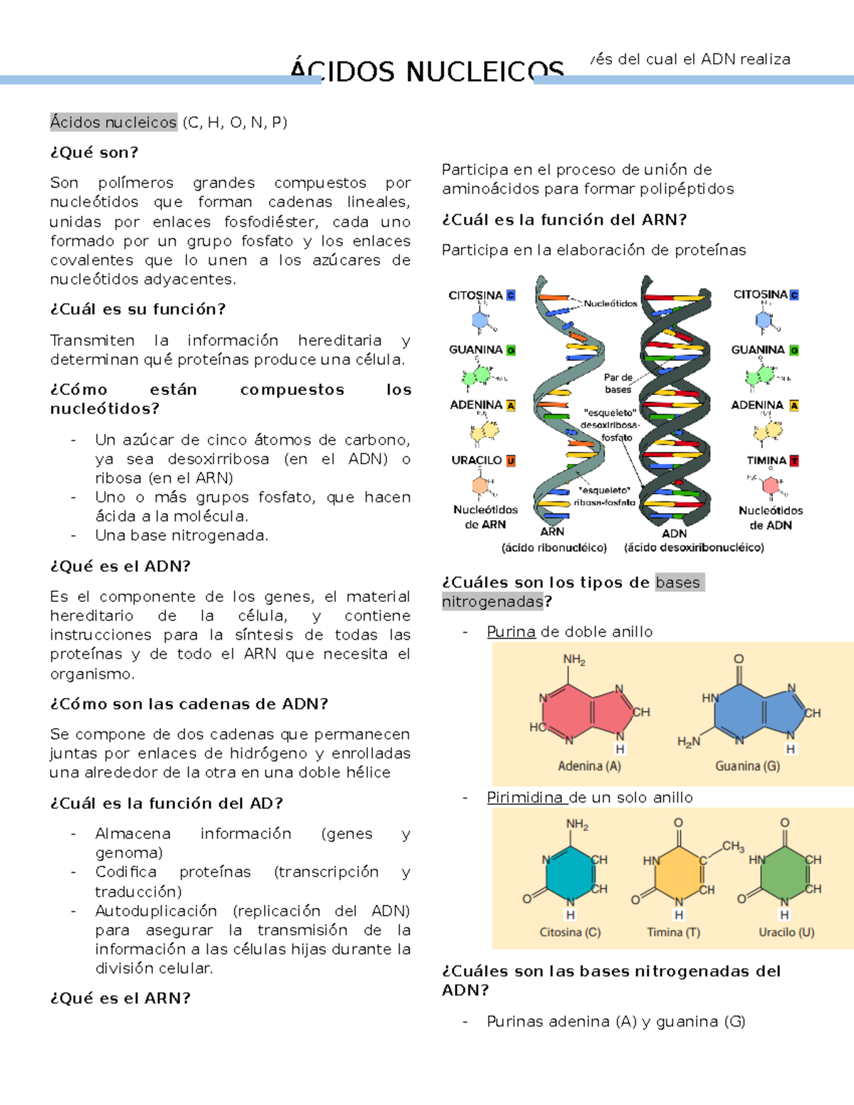 Ácidos nucleicos - Generalidades de ADN y ARN. Fuente Karp, Luque y otros libros de biología ...