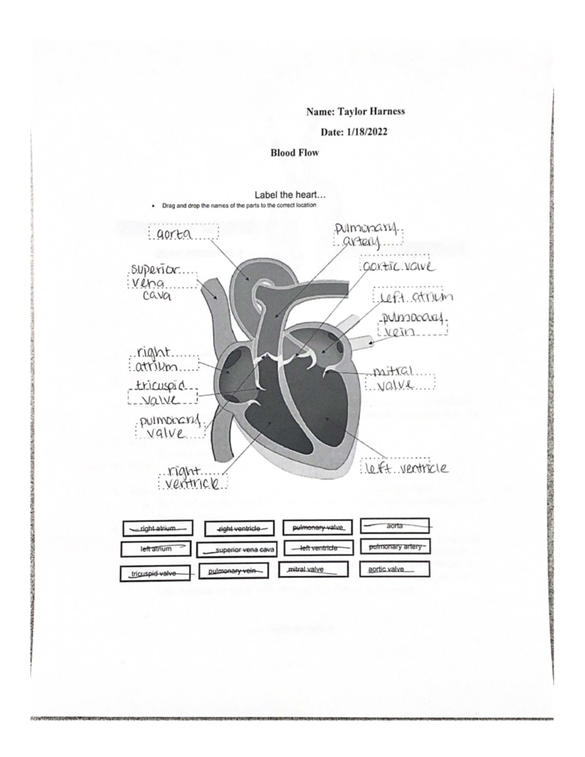 Cardio Assignment: Heart Anatomy & Heart Failure Comparison - Studocu