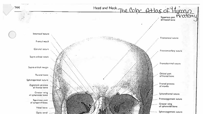144 Head and Neck: Color Atlas of Human Skull Anatomy - Studocu