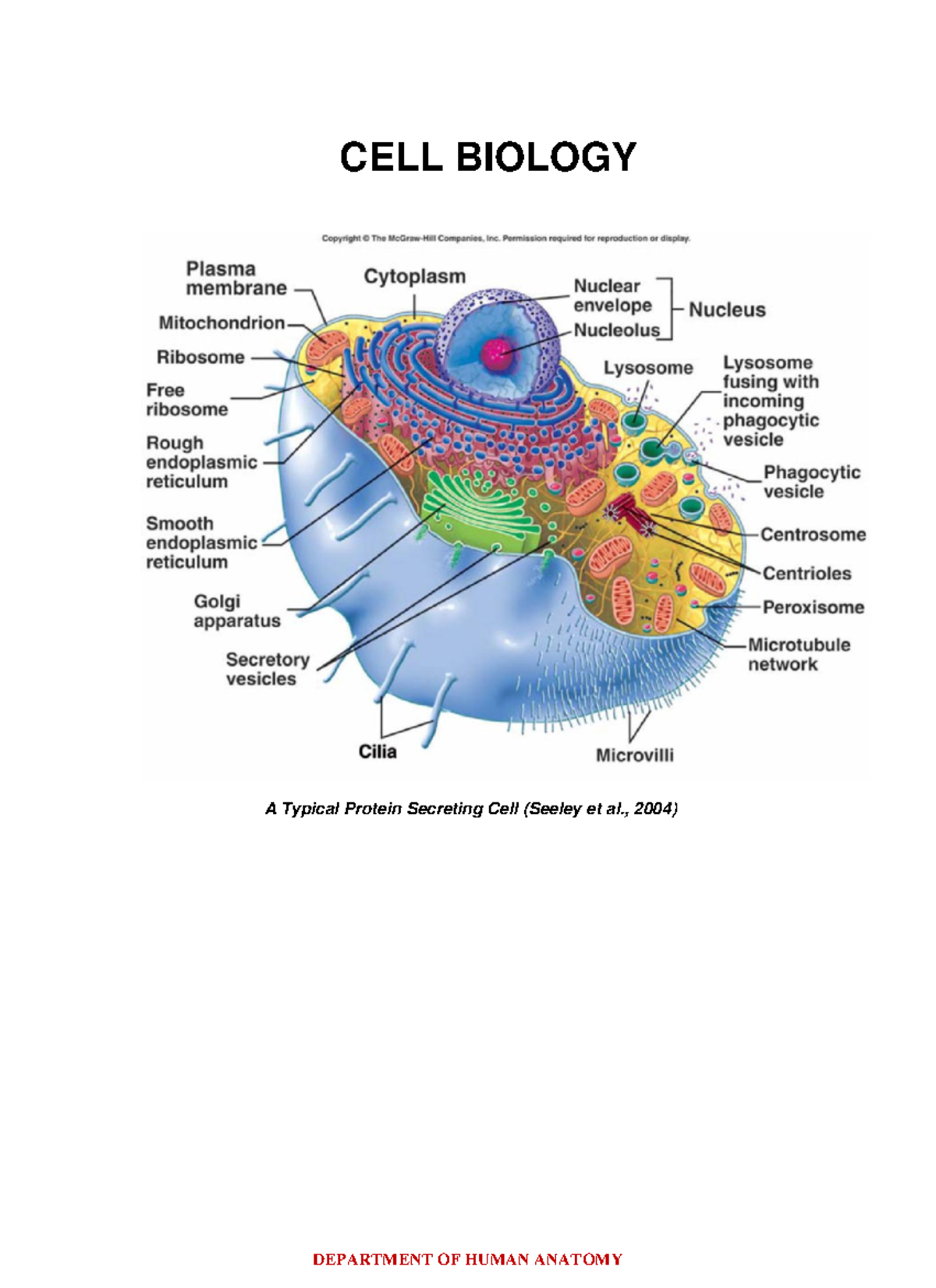 CELL Structure AND CELL Division - CELL BIOLOGY A Typical Protein ...
