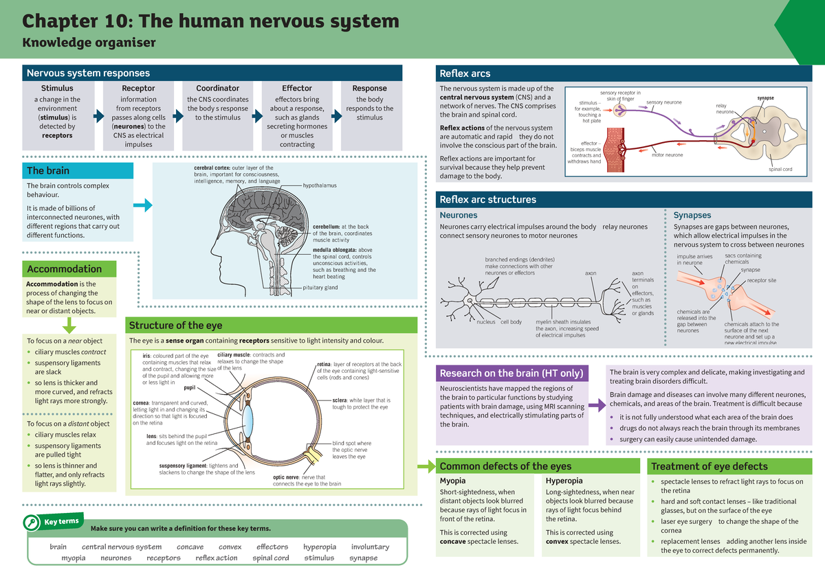 B10 - Chapter 10: The Human Nervous System Knowledge Organizer - Studocu