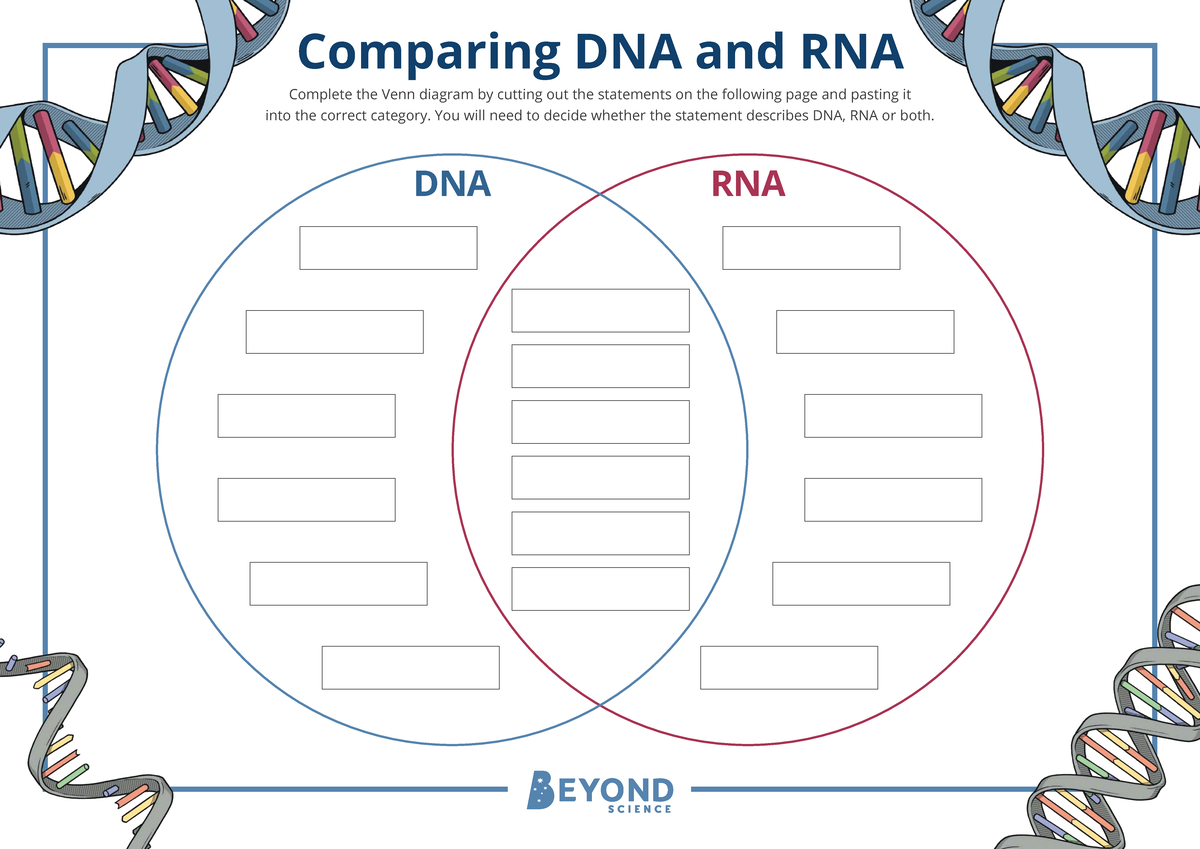 Comparing DNA and RNA: Venn Diagram Activity - Studocu