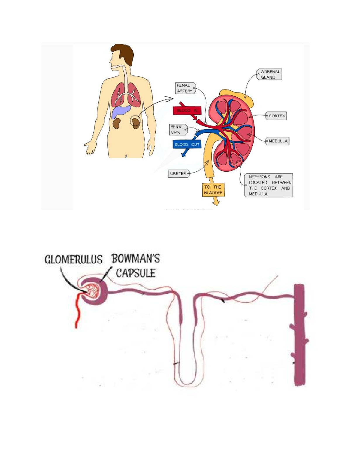 Grade 8 Science Notes: The Glomerulus and Diffusion Explained - Studocu