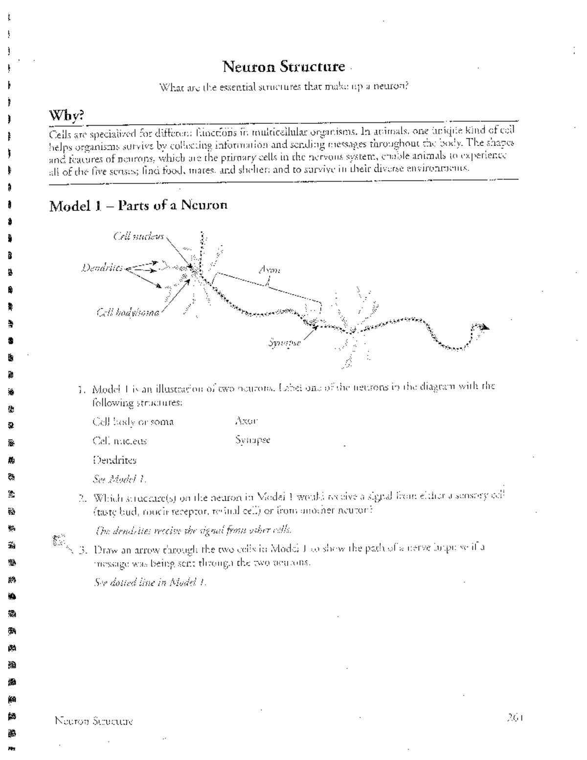 246527476 Neuron Structure Activity Answers - Neuron Structure What are ...