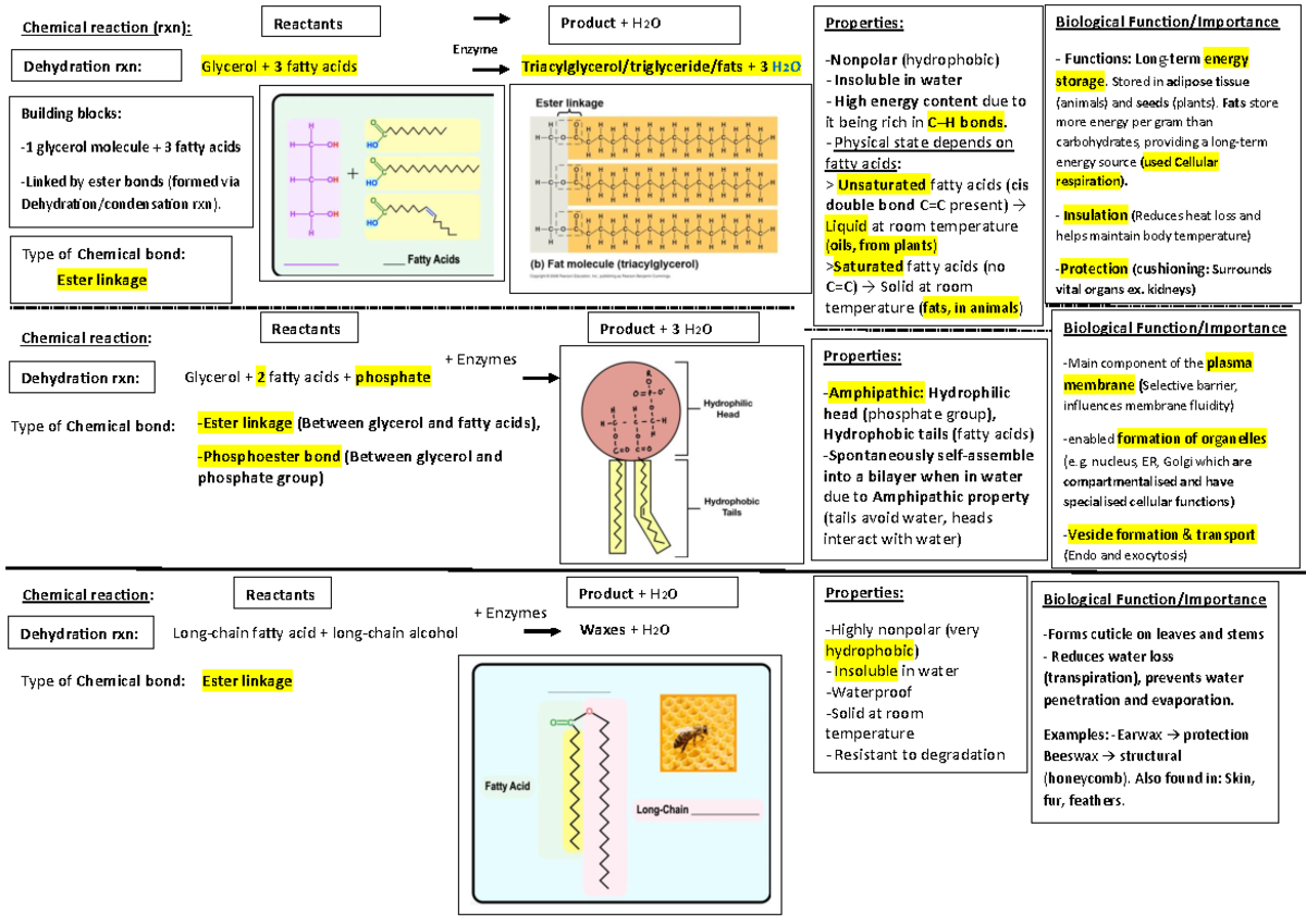Bio1000H: Overview of Chapter 5 - Lipids and Their Functions - Studocu