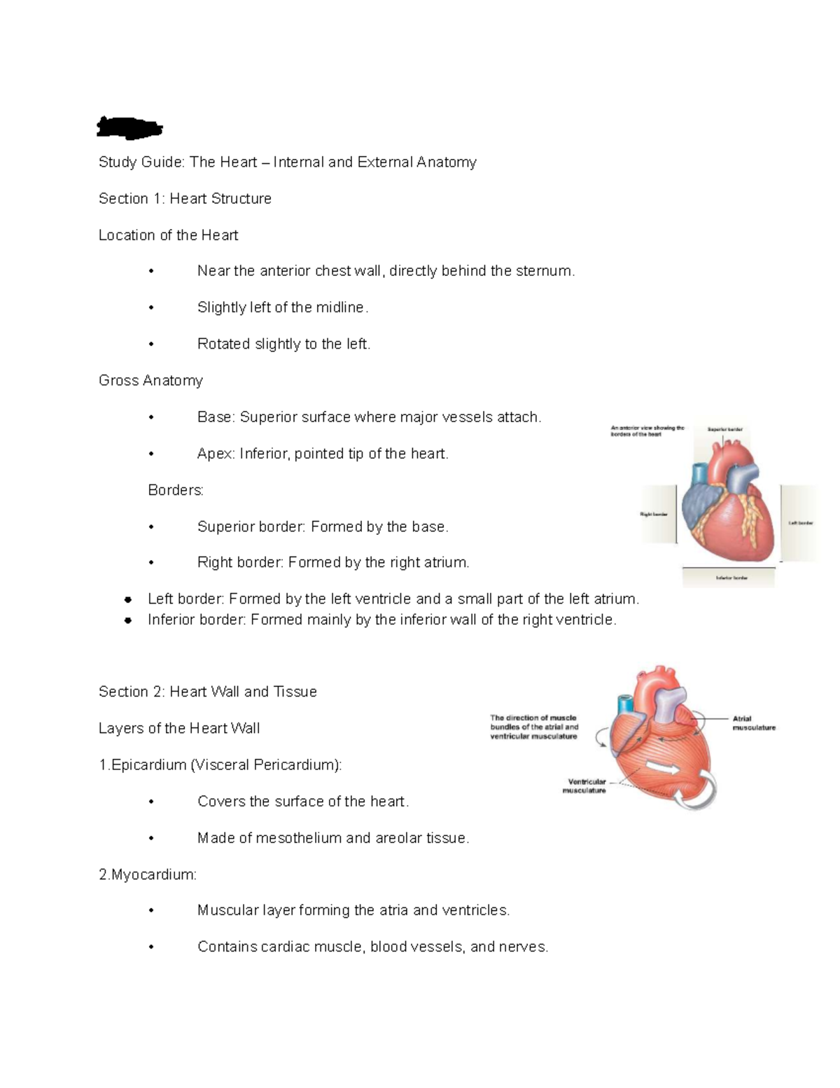 Cardiovascular study guide: Heart anatomy and structure overview - Studocu