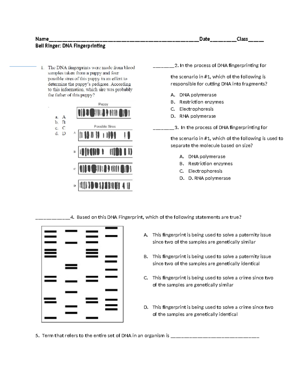 DNA Fingerprinting Bell Ringer: Key Concepts and Applications - Studocu
