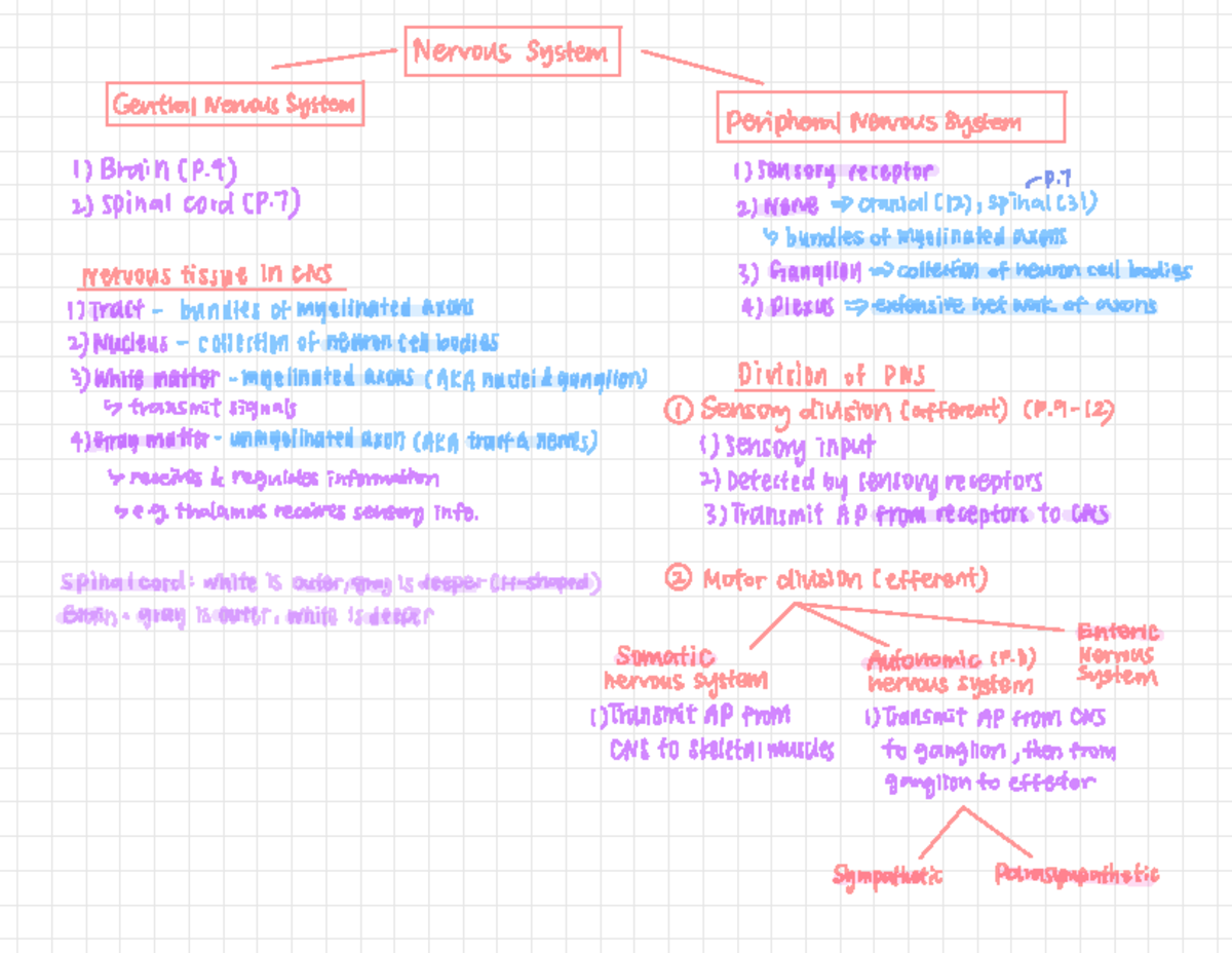 Nervous System Note - ! ② · 8 1 E E E ####### ·· ↑ - · · F E M · N ...