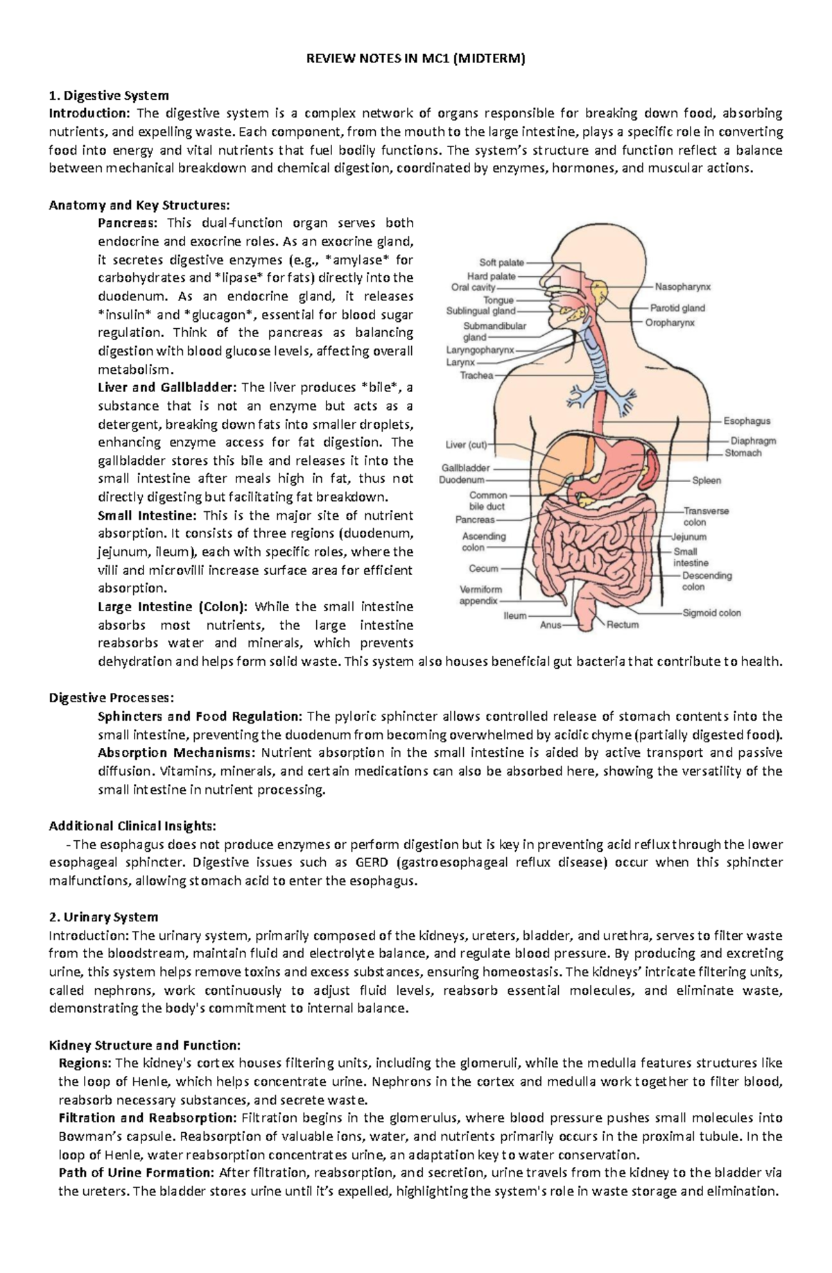REVIEW NOTES IN MC1 (MIDTERM): Digestive, Urinary & Endocrine Systems ...