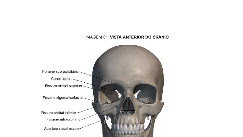 Forames: parte 1 - IMAGEM 01: VISTA ANTERIOR DO CRÂNIO FONTE: Adaptado de ANATOMY 3D ATLAS, 2025 ...
