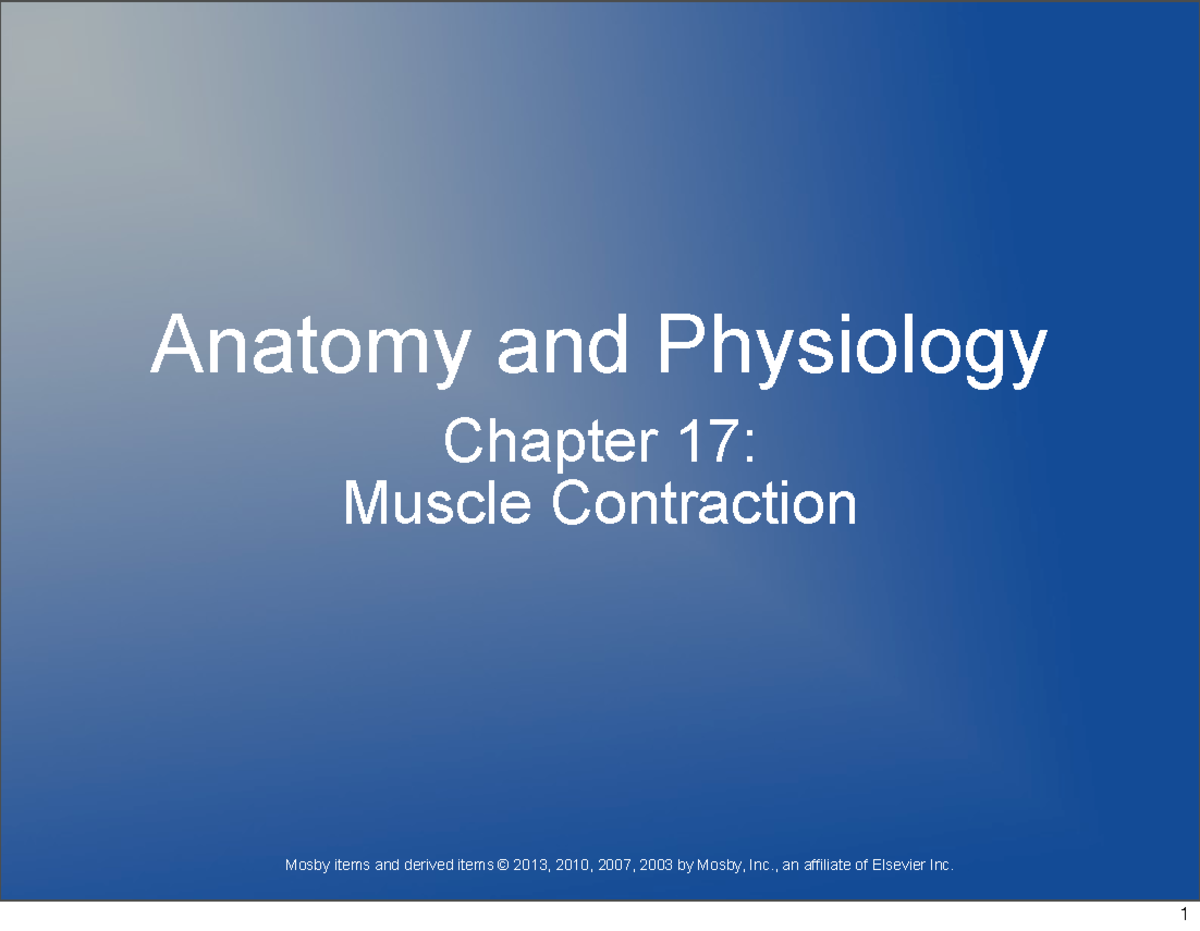 Anatomy and Physiology: Chapter 17 - Muscle Contraction Overview - Studocu