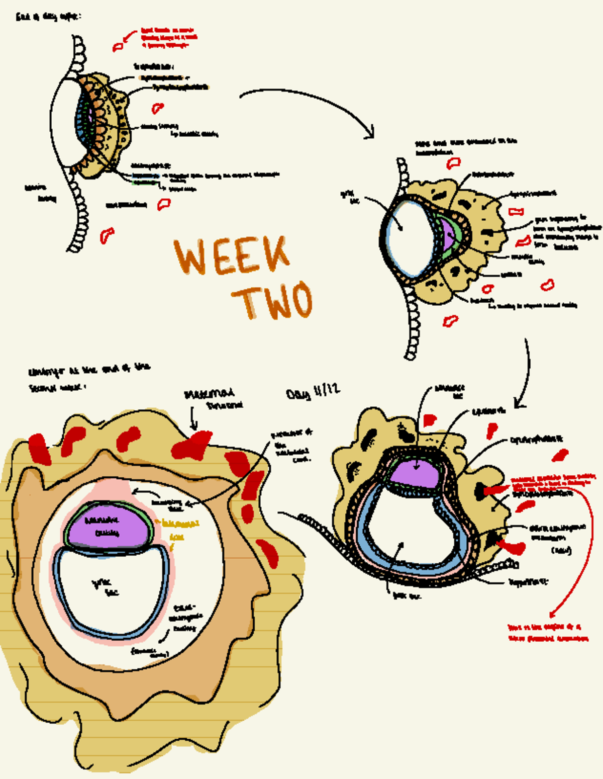 Week 2 Embryology MTM - Endofdayeight : blood Vesselsinwomb ...