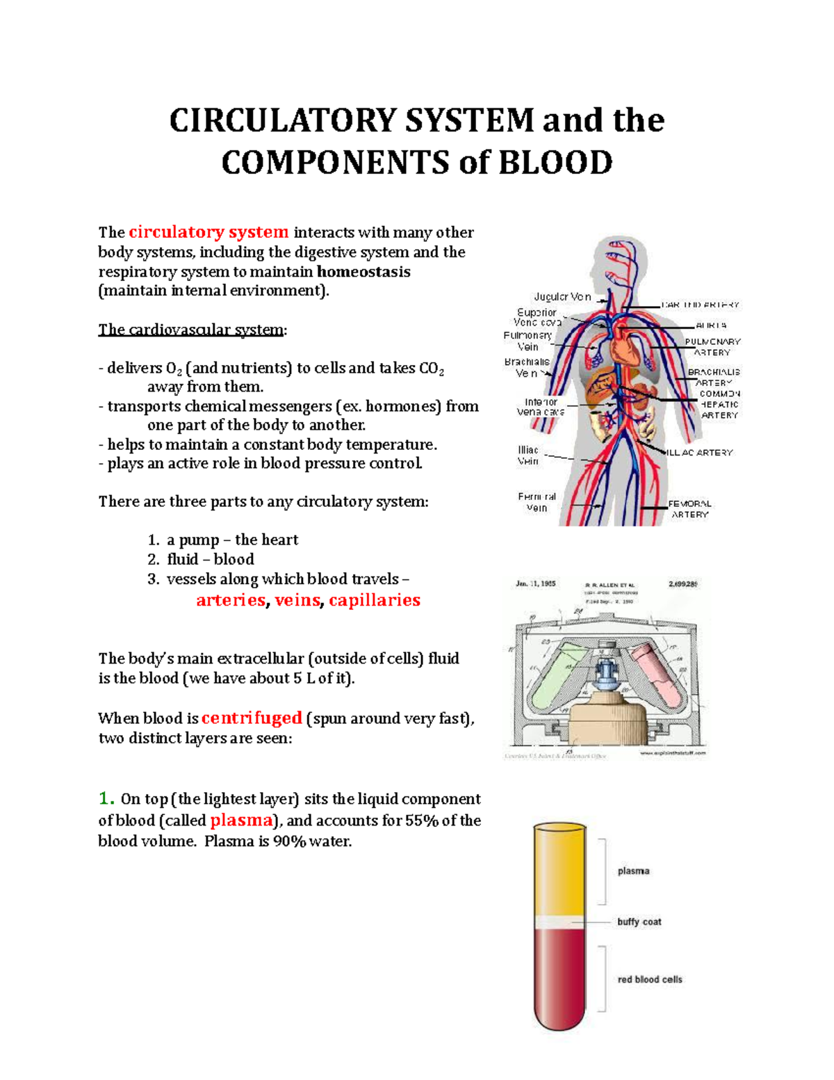 Circulatory System and the Components of Blood - CIRCULATORY SYSTEM and ...