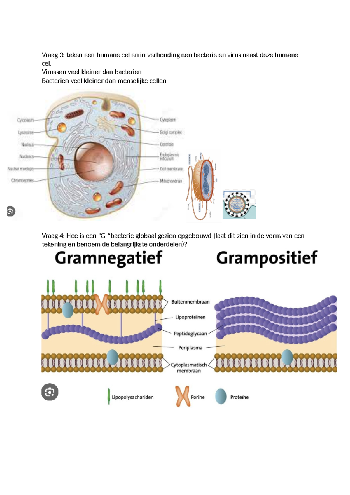 Practicum: Microbiële Veiligheid en Celstructuur Analyse (MBIO 101 ...