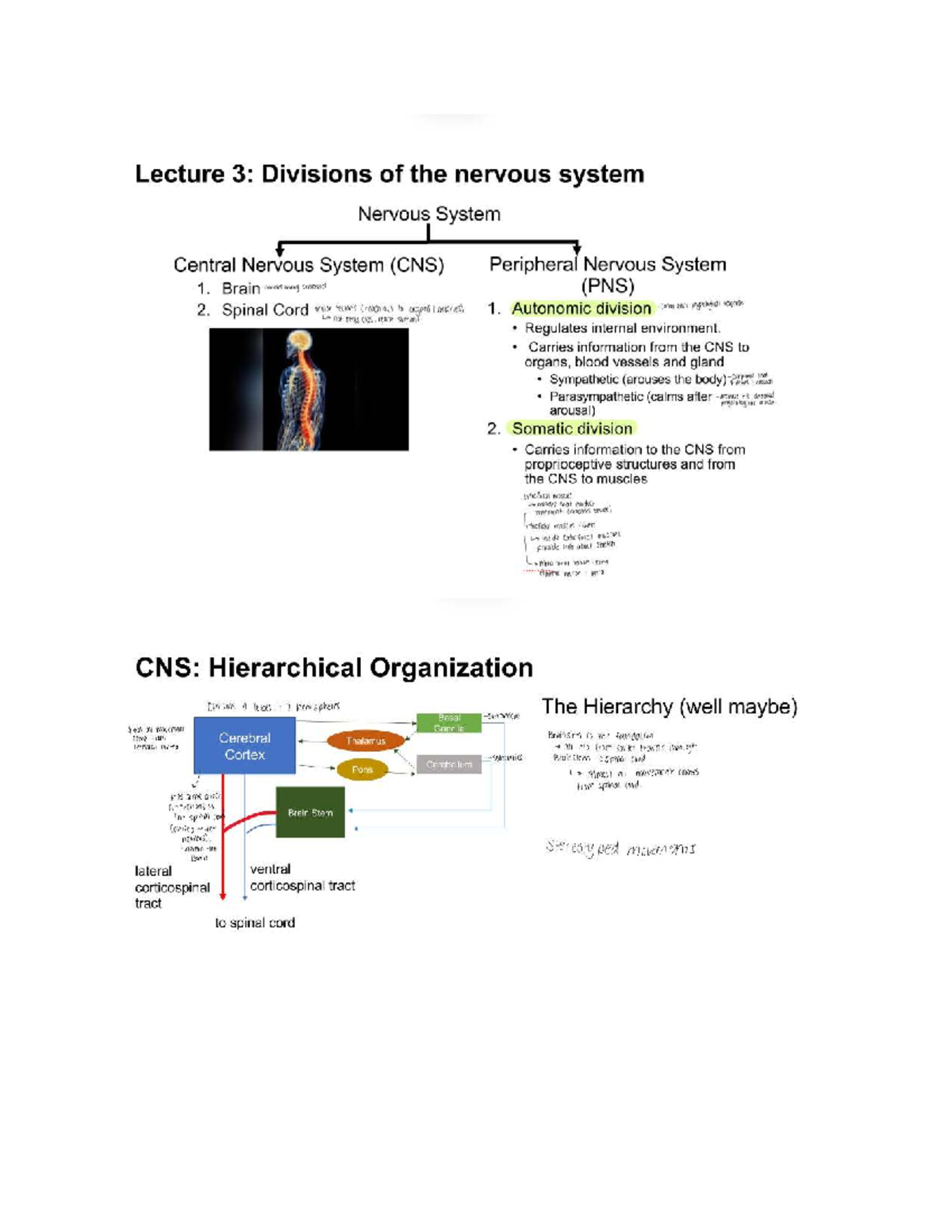 Lecture 3: Divisions of the Nervous System (1080) - Studocu
