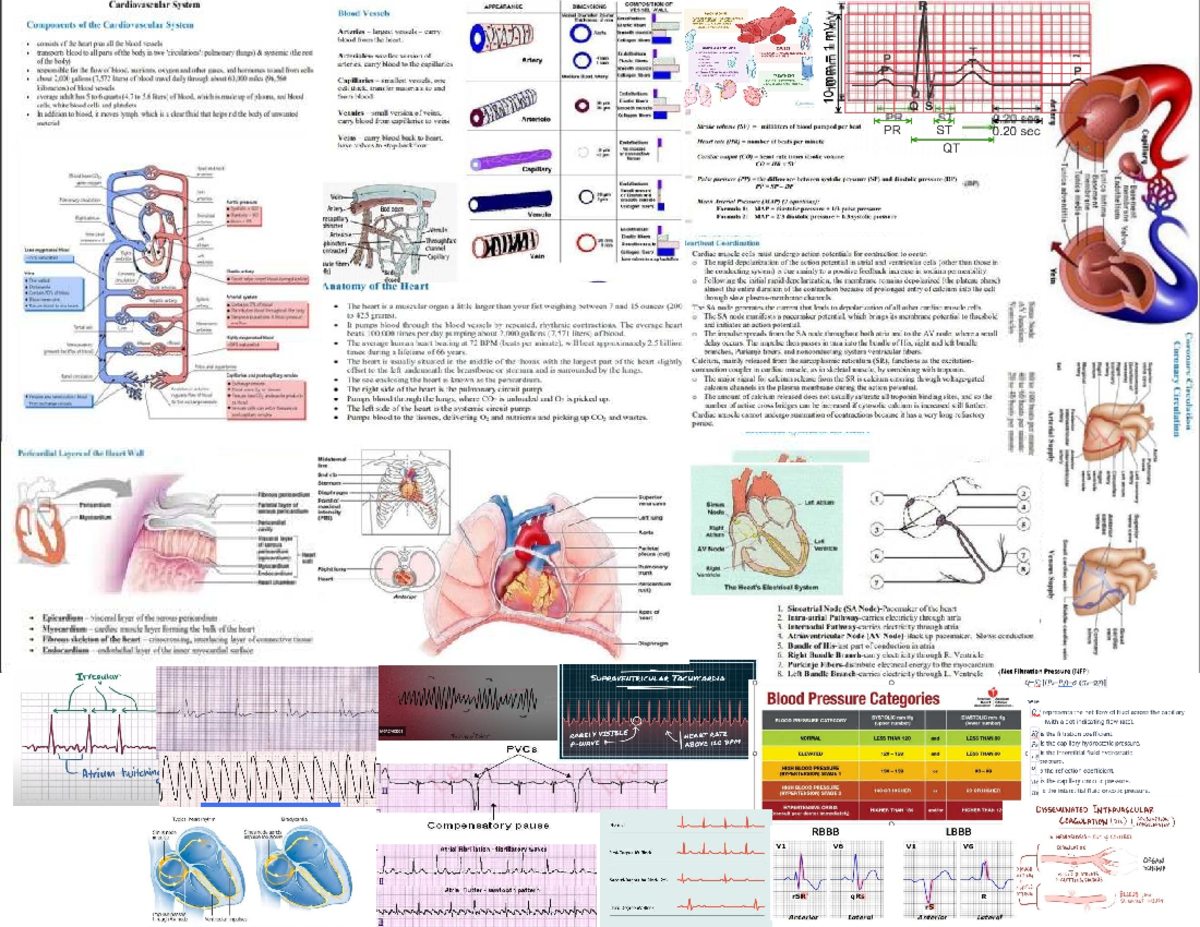 Anatomy cheat sheet: Cardiovascular system overview and functions - Studocu