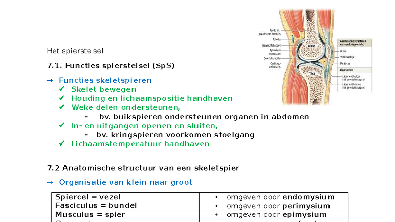 Het spierstelsel: Functies en Anatomie van Skeletspieren (SpS) - Studocu