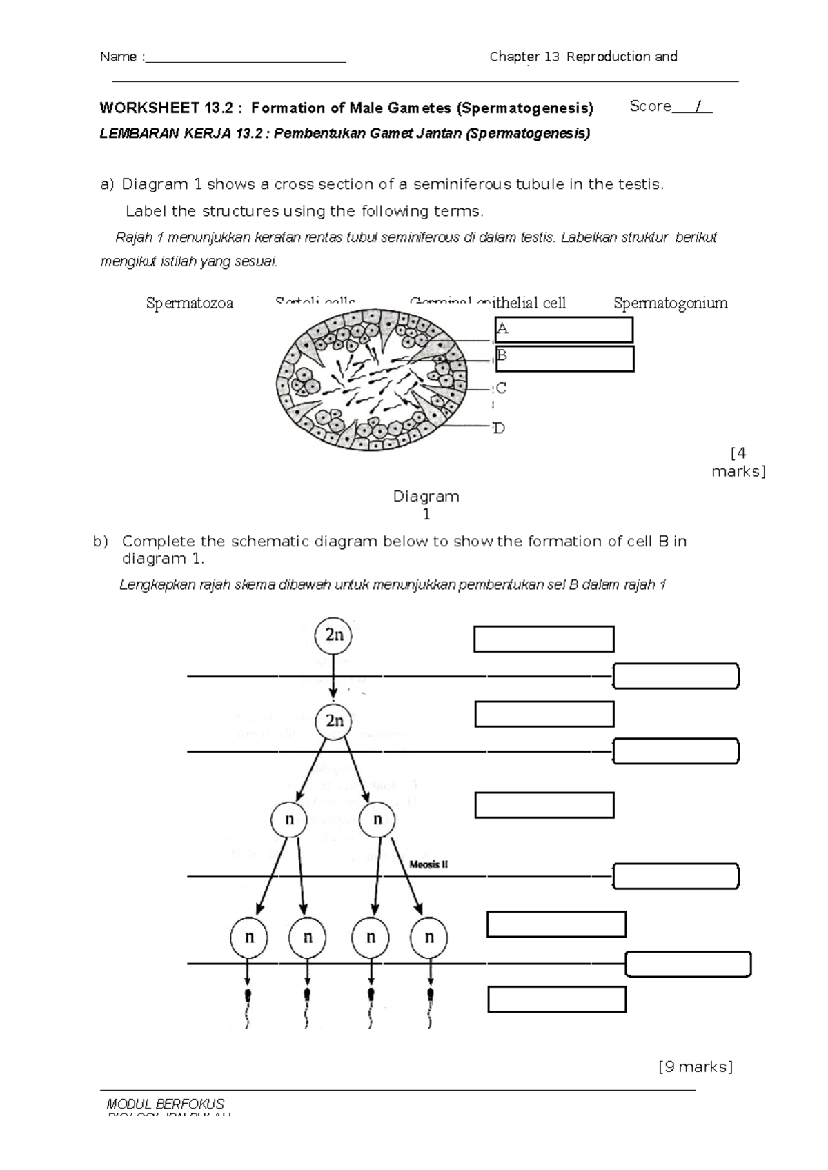 Chapter 13: Reproduction & Growth - Male Gametes Formation (Biology JPN ...