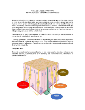 Embriogénesis temprana, diferenciación de las tres capas germinativas ...