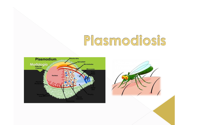 Plasmodiosis class - Enfermedad parasitaria Spp del género Plasmodium ...