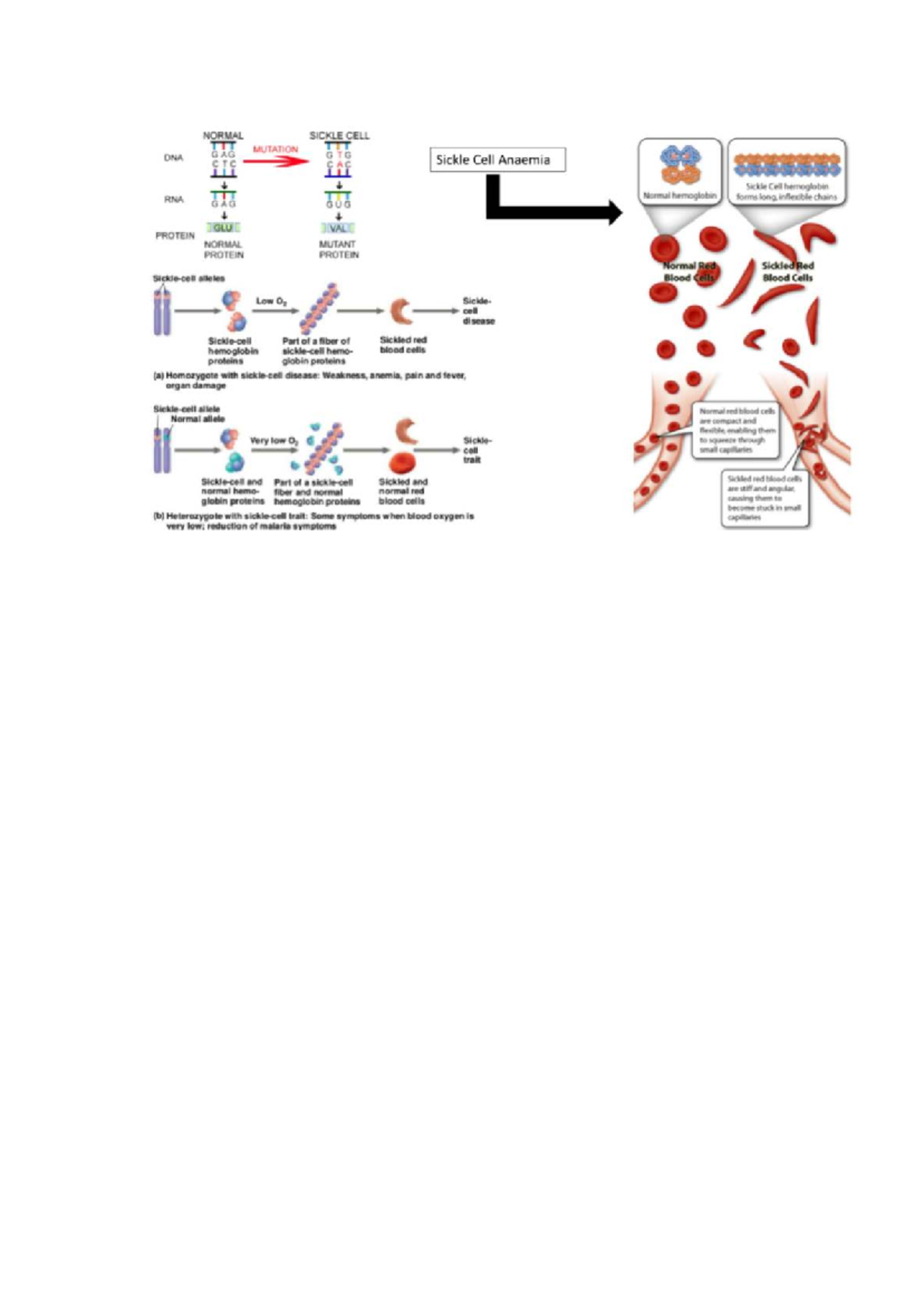 Sickle Cell Anemia Overview: Normal vs. Mutant Hemoglobin - Studocu