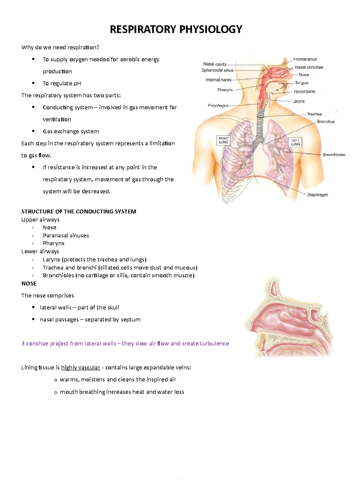 BIOS1170 Final Exam Notes: Respiratory System Overview and Functions ...