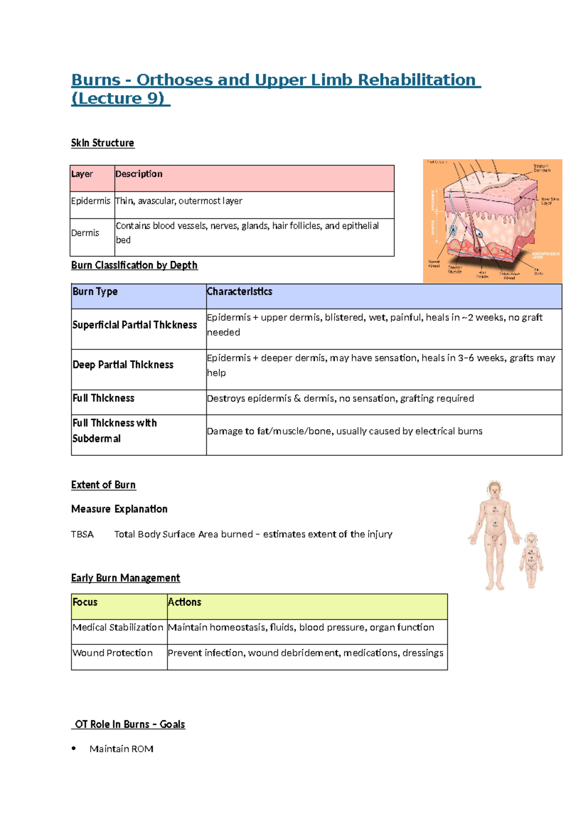 Burns Orthoses and Upper Limb Rehab (Lecture 9) - Skin Structure ...