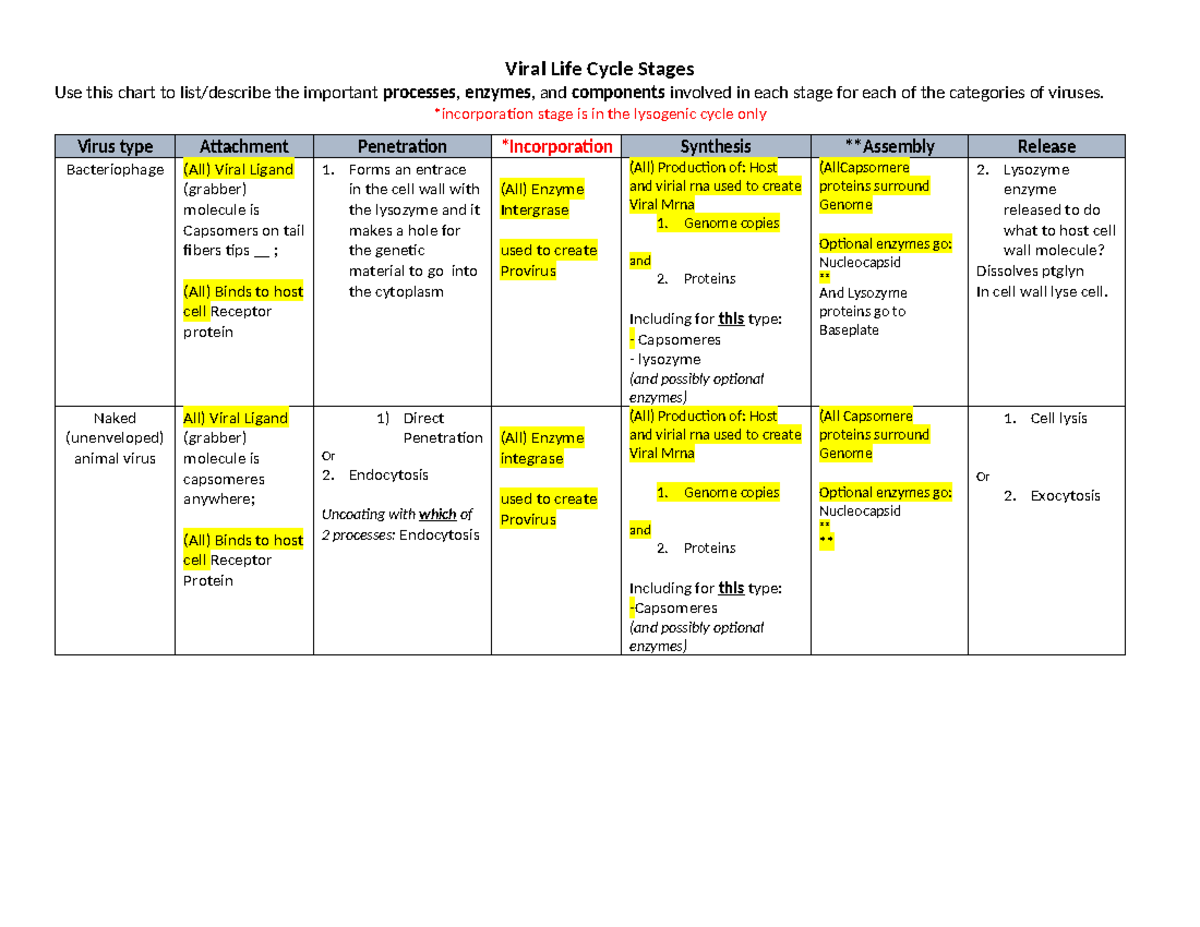 Viral Life Cycle Stages: Key Processes & Enzymes Explained - Studocu