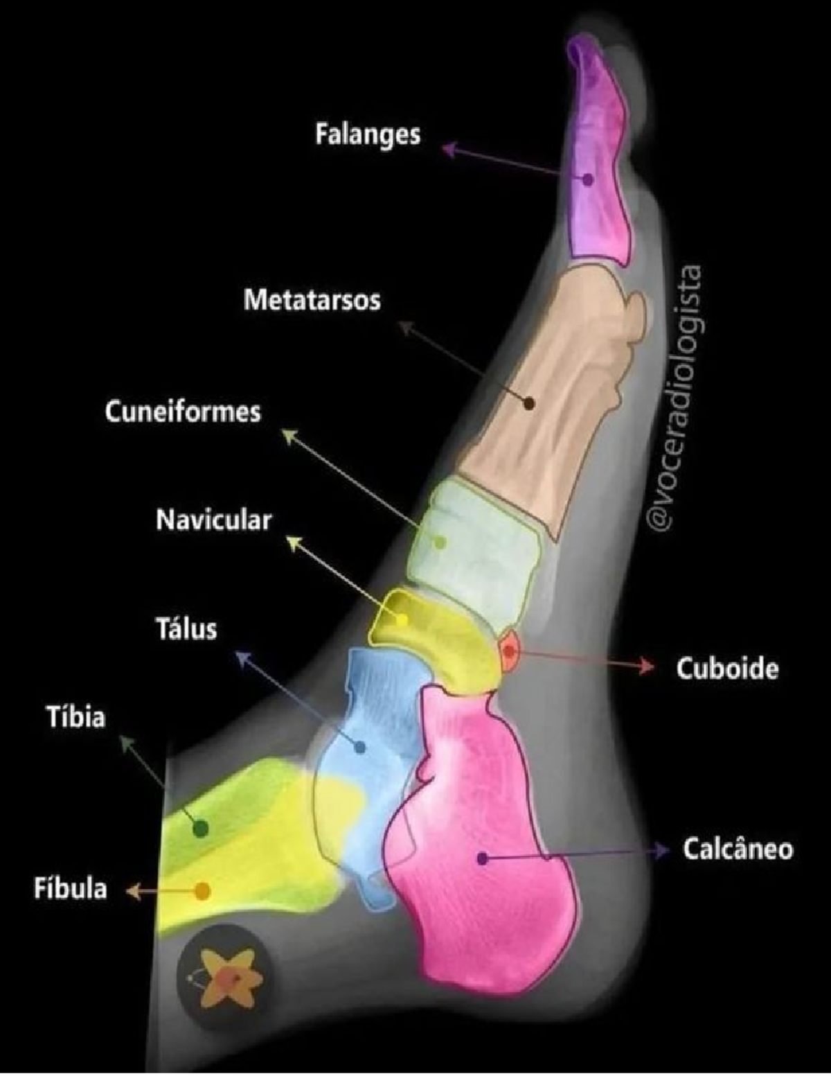 Notas de Anatomía y Fisiología - Segundo Semestre 2025-26 - Studocu